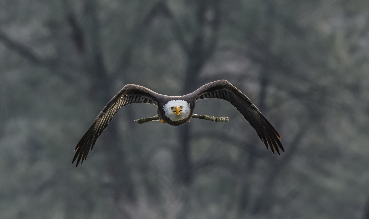 Bald Eagle Interpretation program – FOLFAN