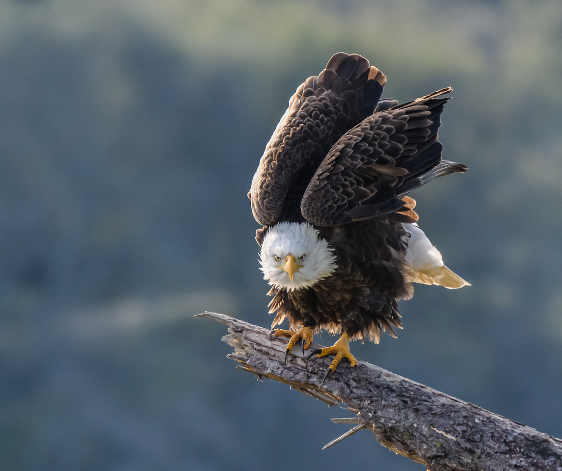 Eagle Cam Fundraiser – FOLFAN