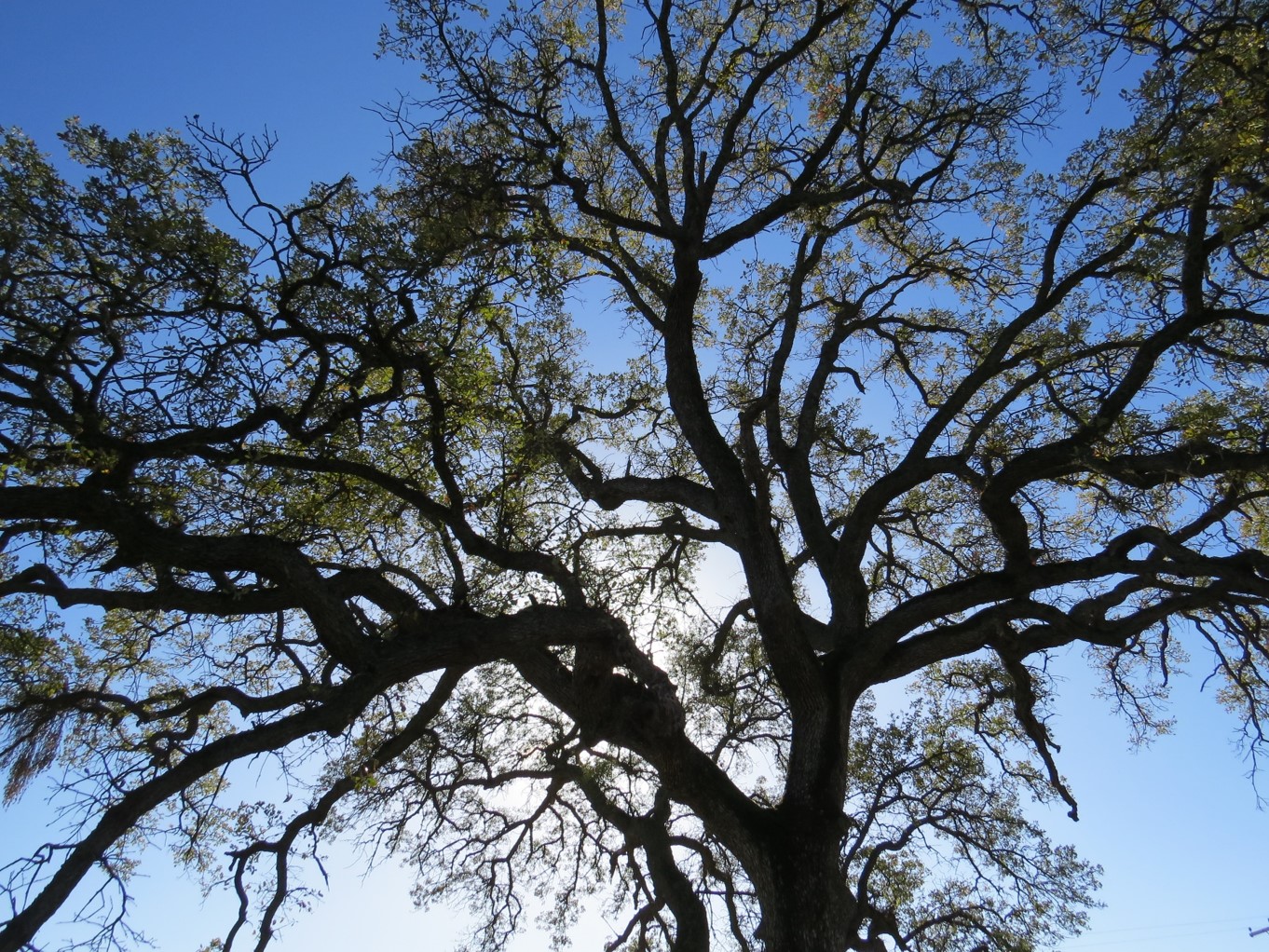 Trees – FOLFAN