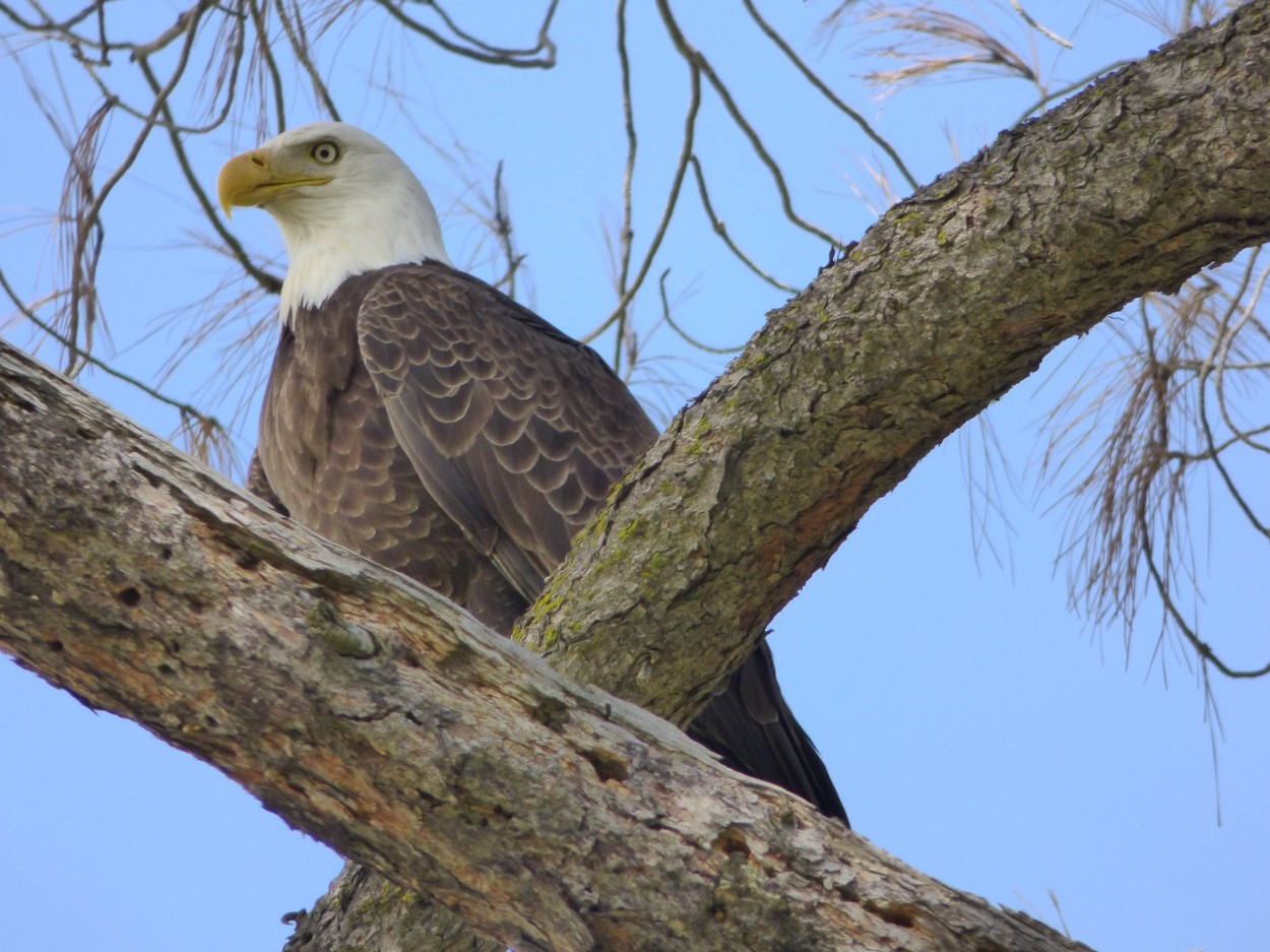 Eagle Cam Fundraiser – FOLFAN