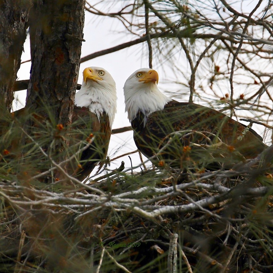 Bald Eagle Interpretation program – FOLFAN