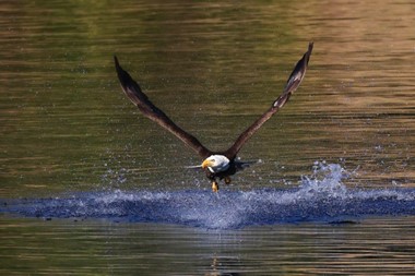 Bald Eagle Interpretive Program – FOLFAN