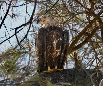 Bald Eagle Interpretive Program – FOLFAN